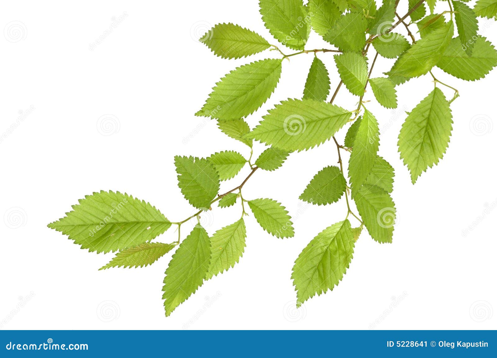Tak van boom stock afbeelding. Image of blad, achtergrond - 5228641