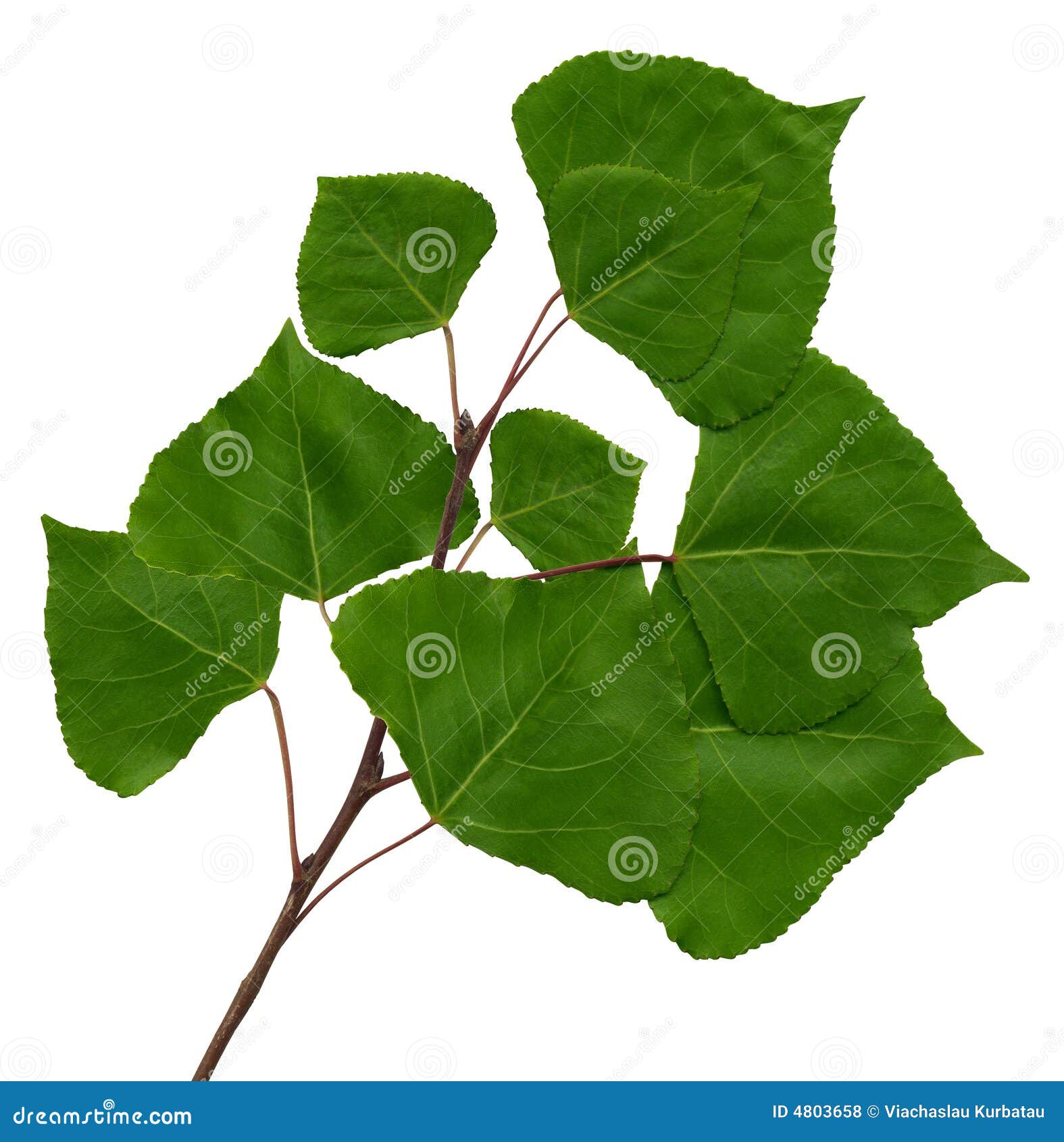 Tak van een populier stock foto. Image of landbouw, najaar - 4803658