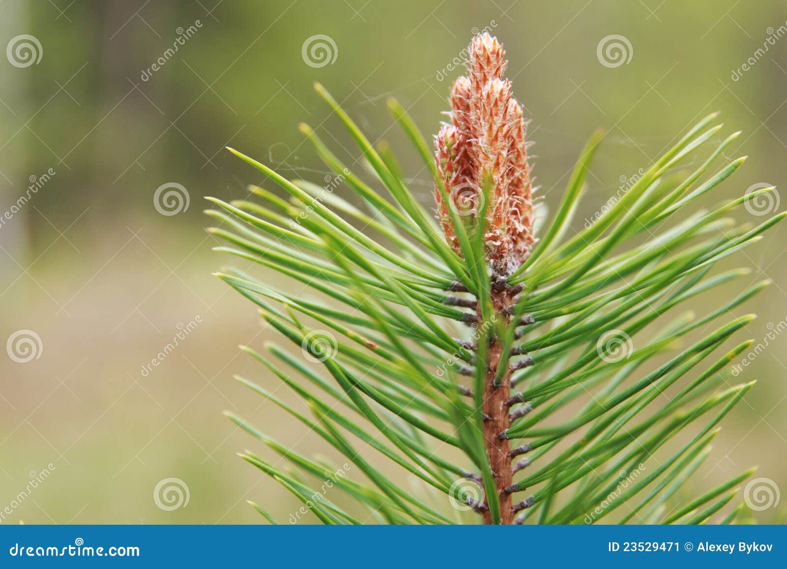 Tak Van Een Spar. De Lente. Stock Afbeelding - Image of milieu, helder ...