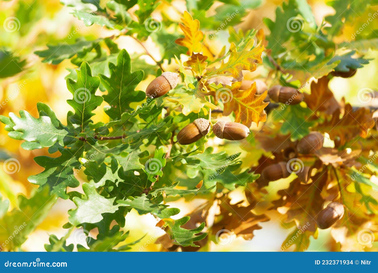 Tak Van Eikenboom Met Eikenbossen in Het Najaar Stock Foto - Image of ...