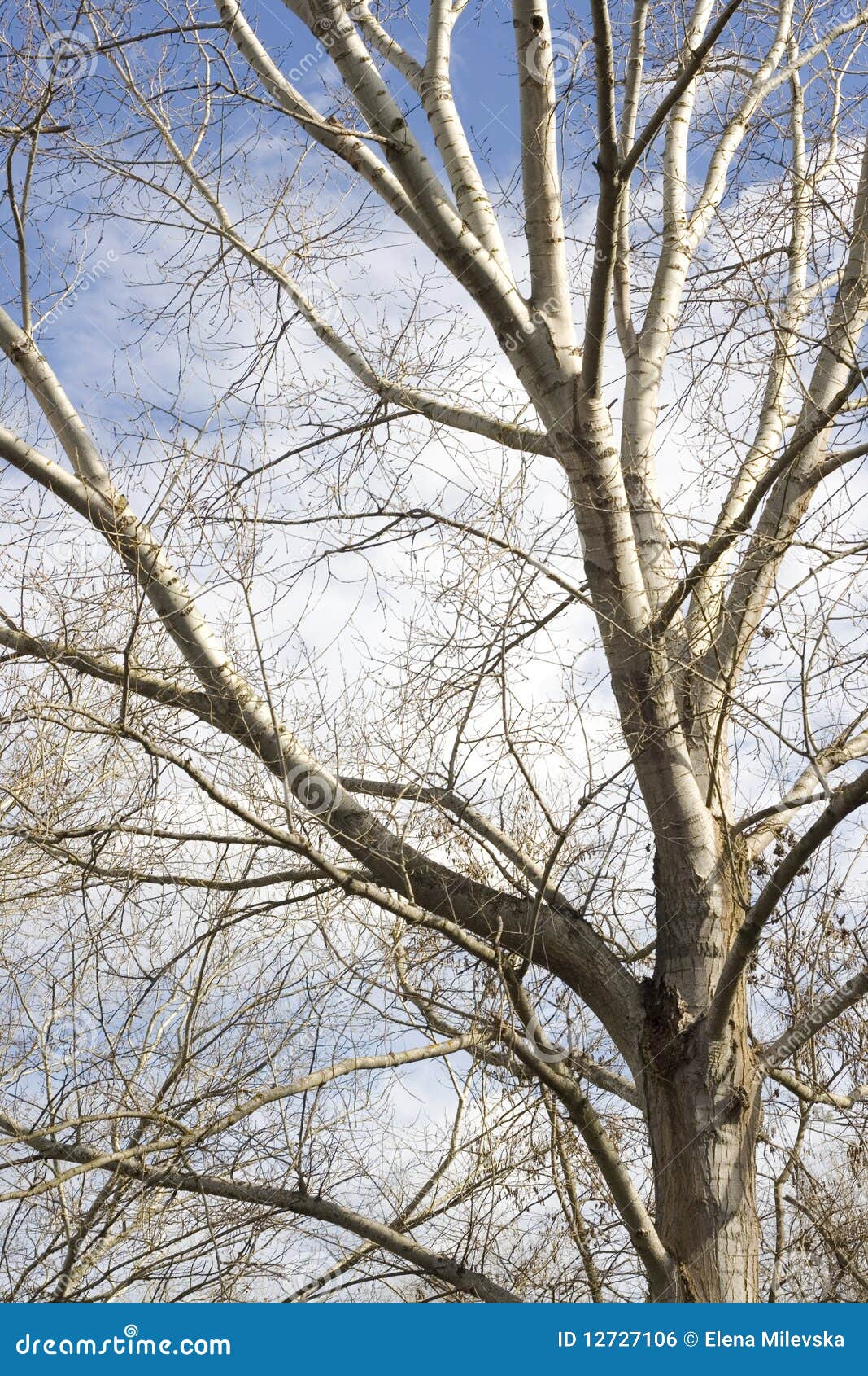 Tak van kale boom stock foto. Image of dood, gedraaid - 12727106