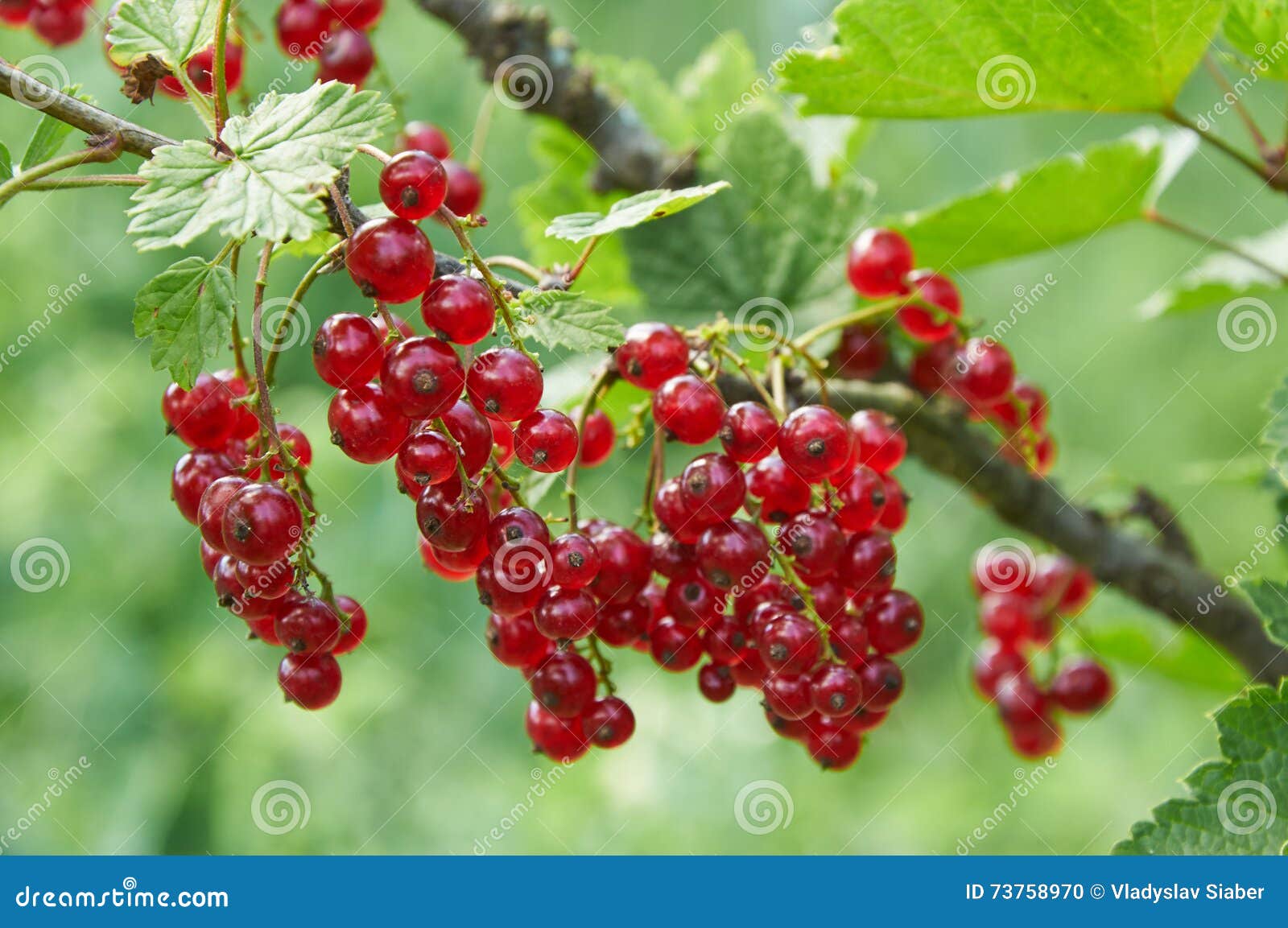 Tak Van Rode Aalbes Met Rijpe Bessen Stock Foto - Image of nagerecht ...