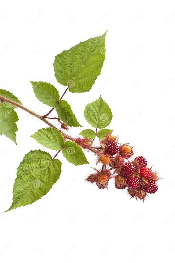 Tak Van Rode Eetbare Bessen Stock Afbeelding - Image of rood ...