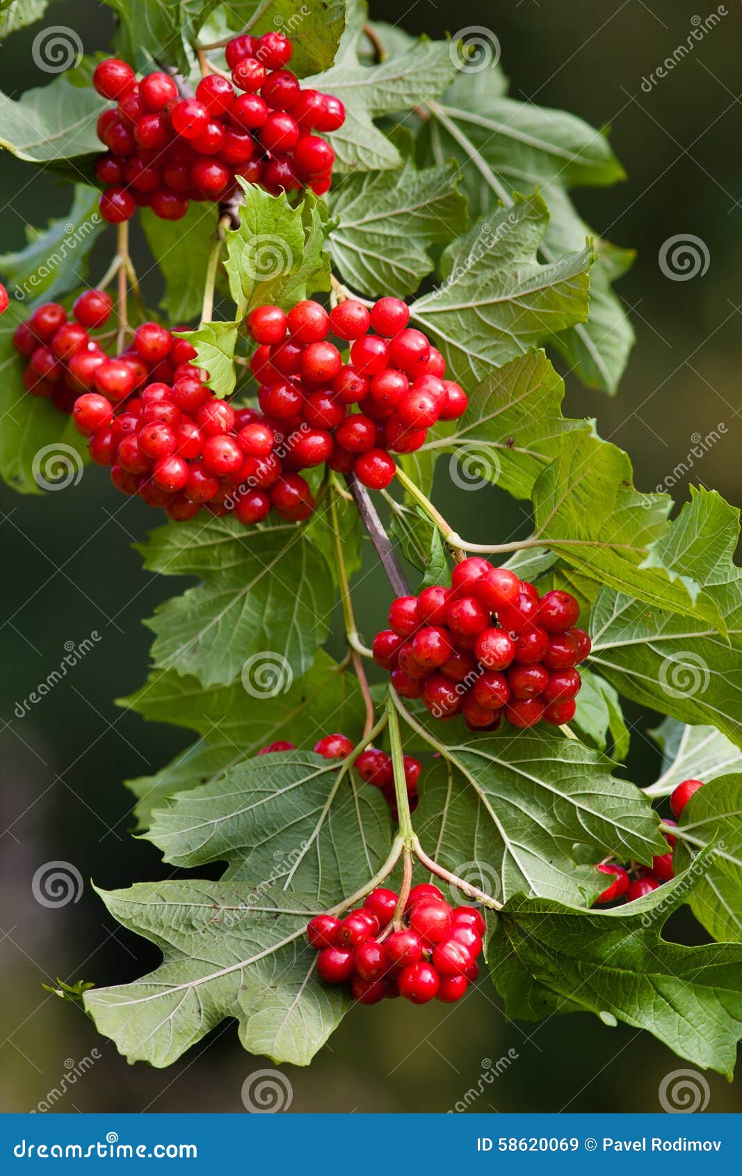 Tak Van Rode Viburnumbessen Stock Afbeelding - Image of landbouw, blad ...