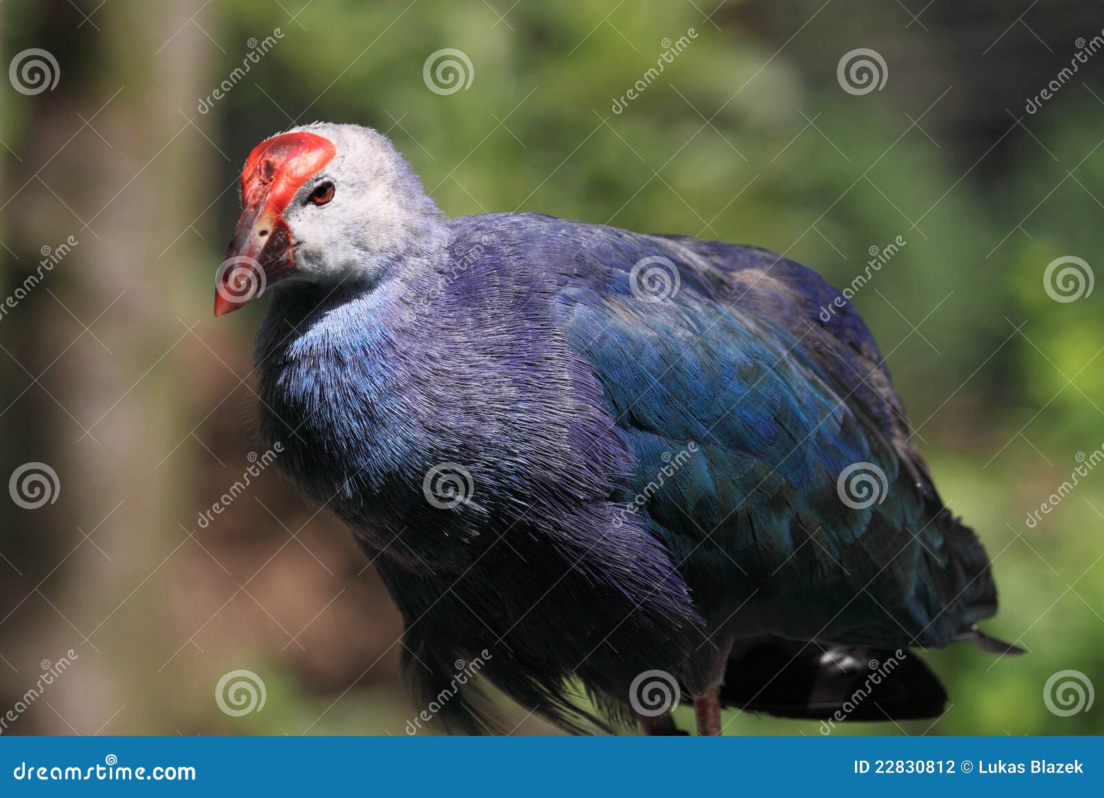 Takahe stock photo. Image of zealand, bill, flightless - 22830812
