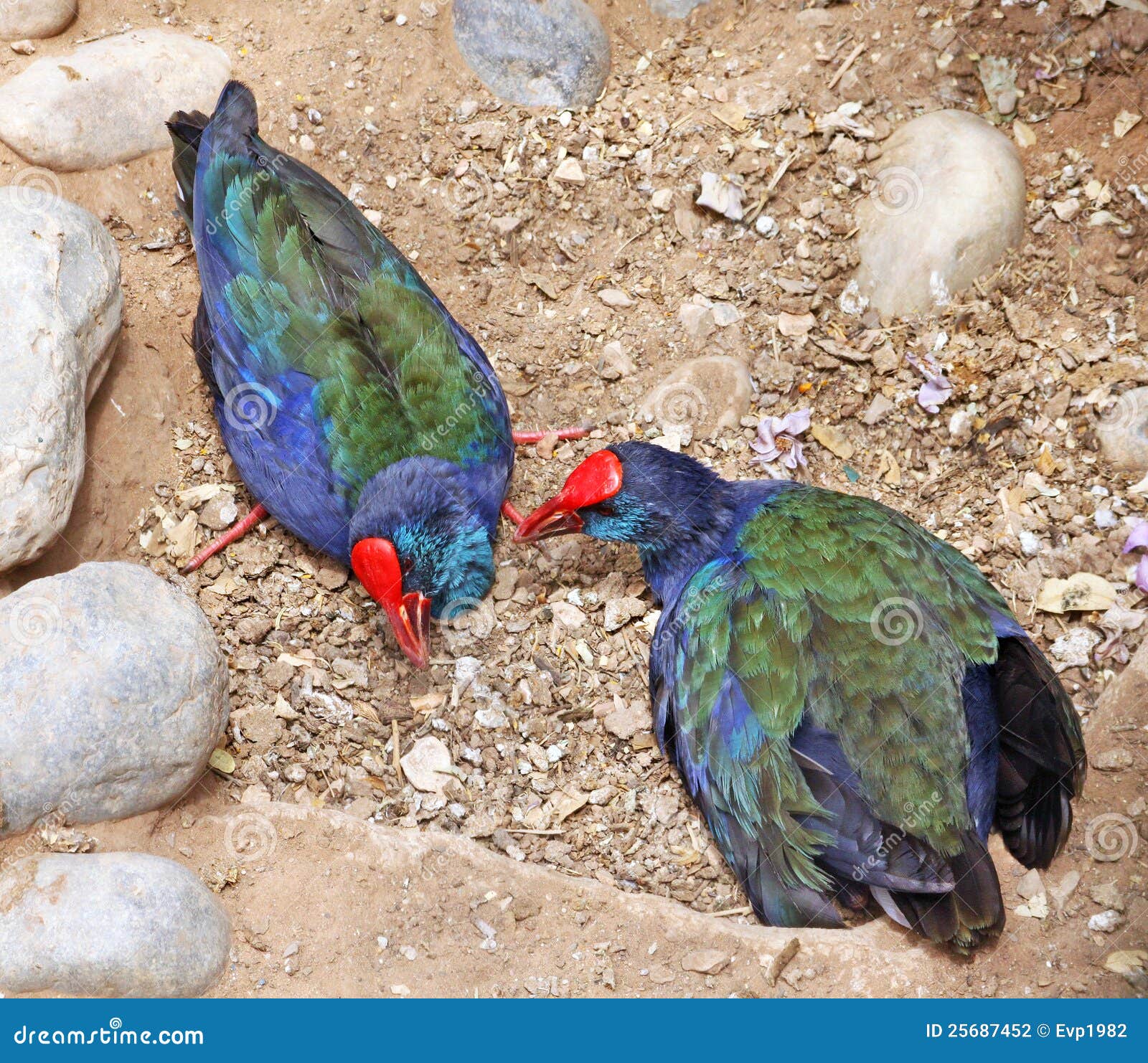 Takahe stock photo. Image of auckland, scarce, survival - 25687452