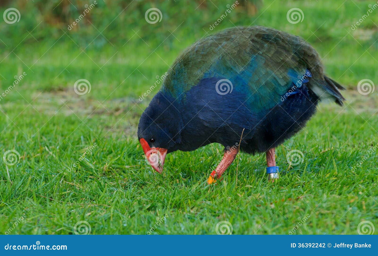 Takahe stock photo. Image of hochstetteri, wild, flightless - 36392242