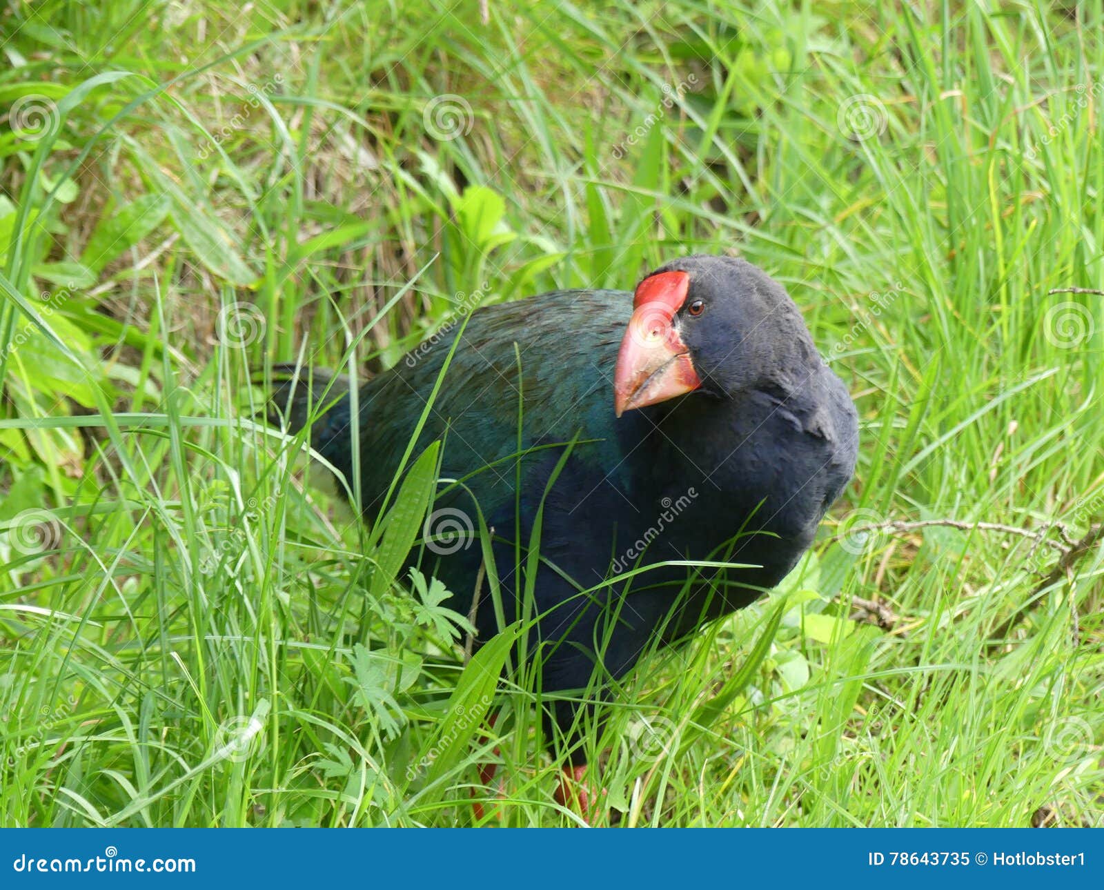 Takahe imagem de stock. Imagem de naturalness, flightless - 78643735