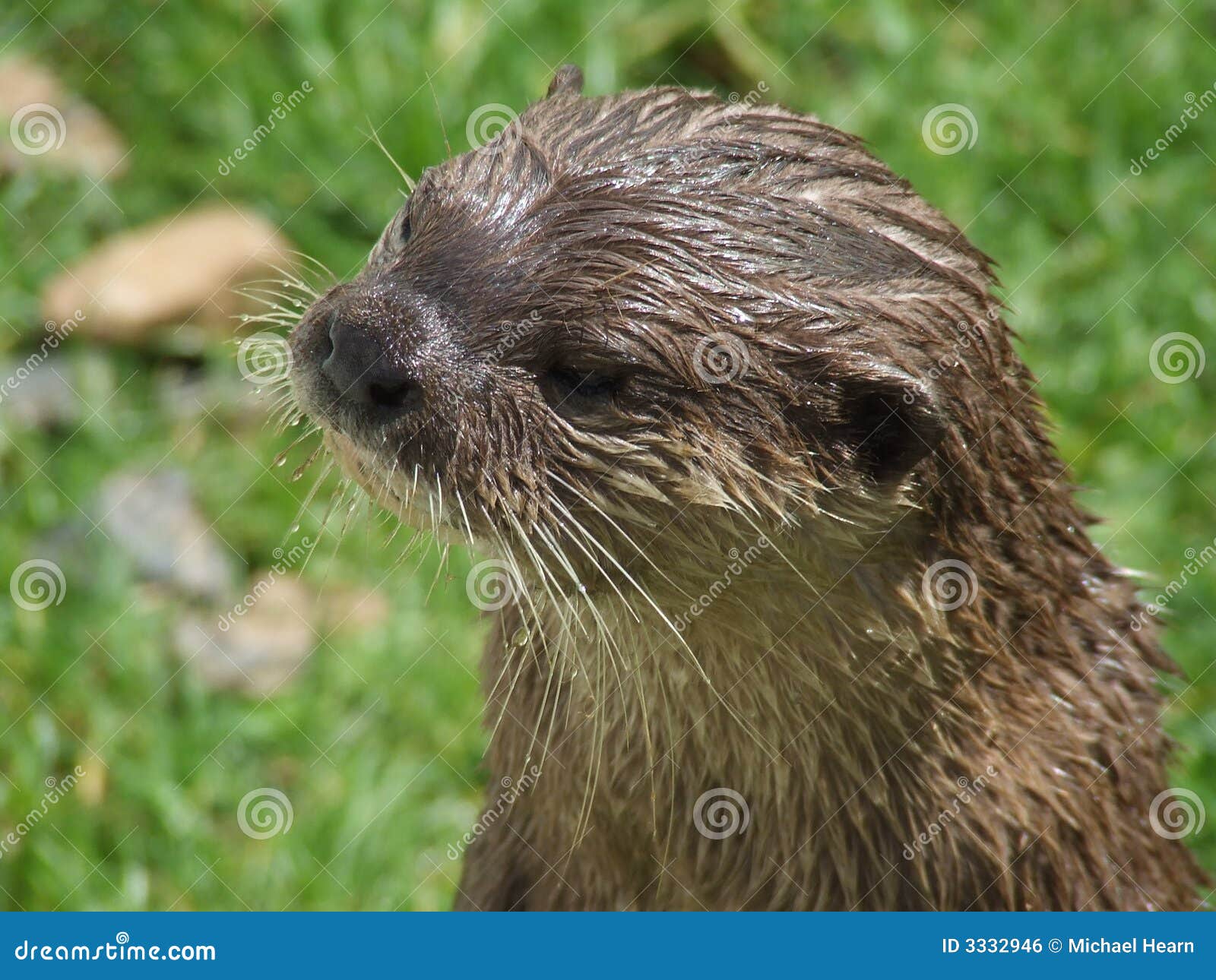 Takar Reborn Picture. Image: 3332946