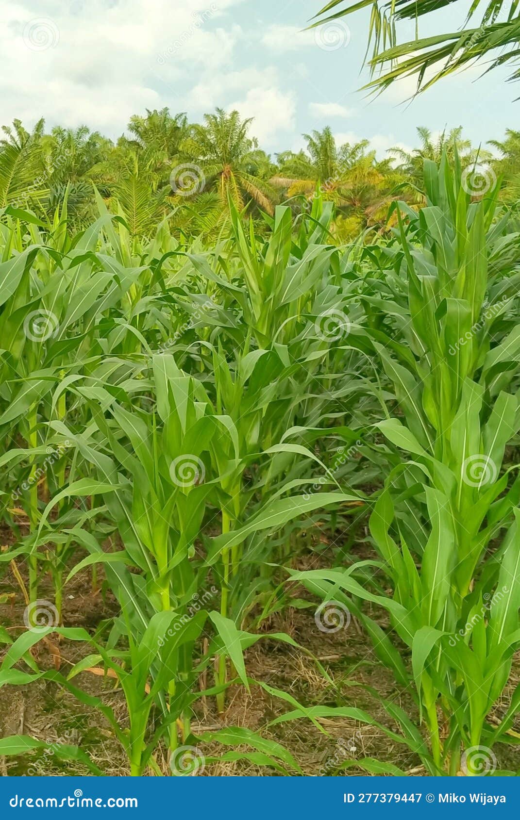 Take Advantage of Space by Planting Corn between Oil Palm Plants Stock ...