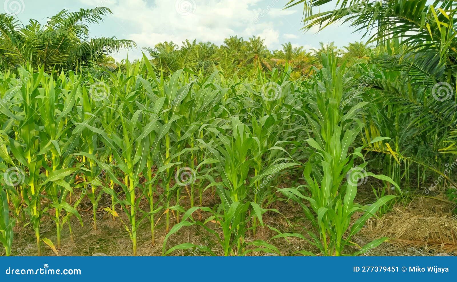 Take Advantage of Space by Planting Corn between Oil Palm Plants Stock ...