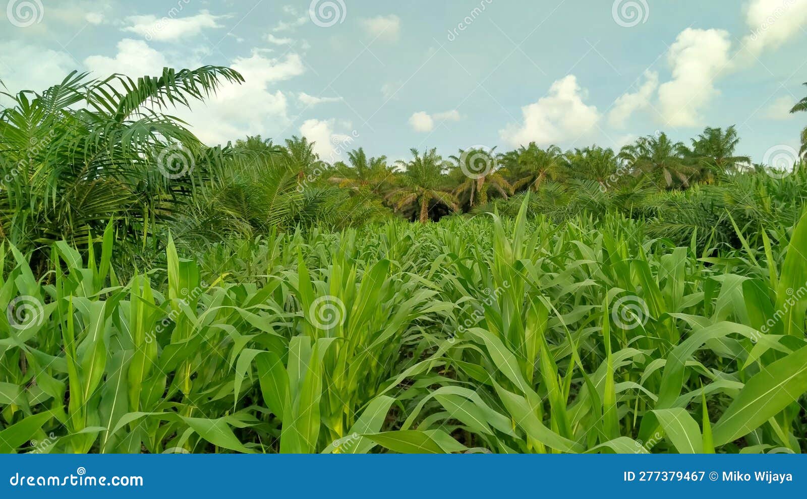 Take Advantage of Space by Planting Corn between Oil Palm Plants Stock ...