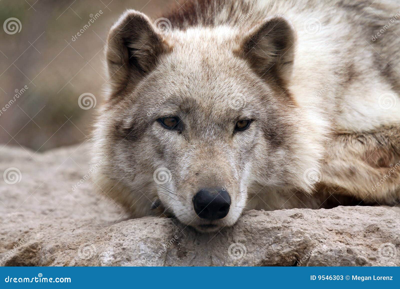 Take a Break stock image. Image of resting, animal, staring - 9546303