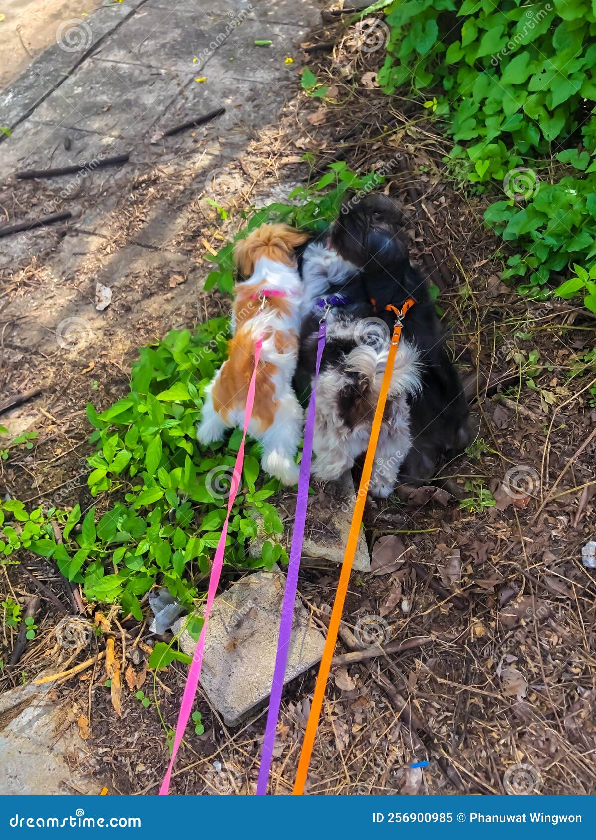 Take the Dog for a Walk Down the Road. Stock Image - Image of enjoying ...