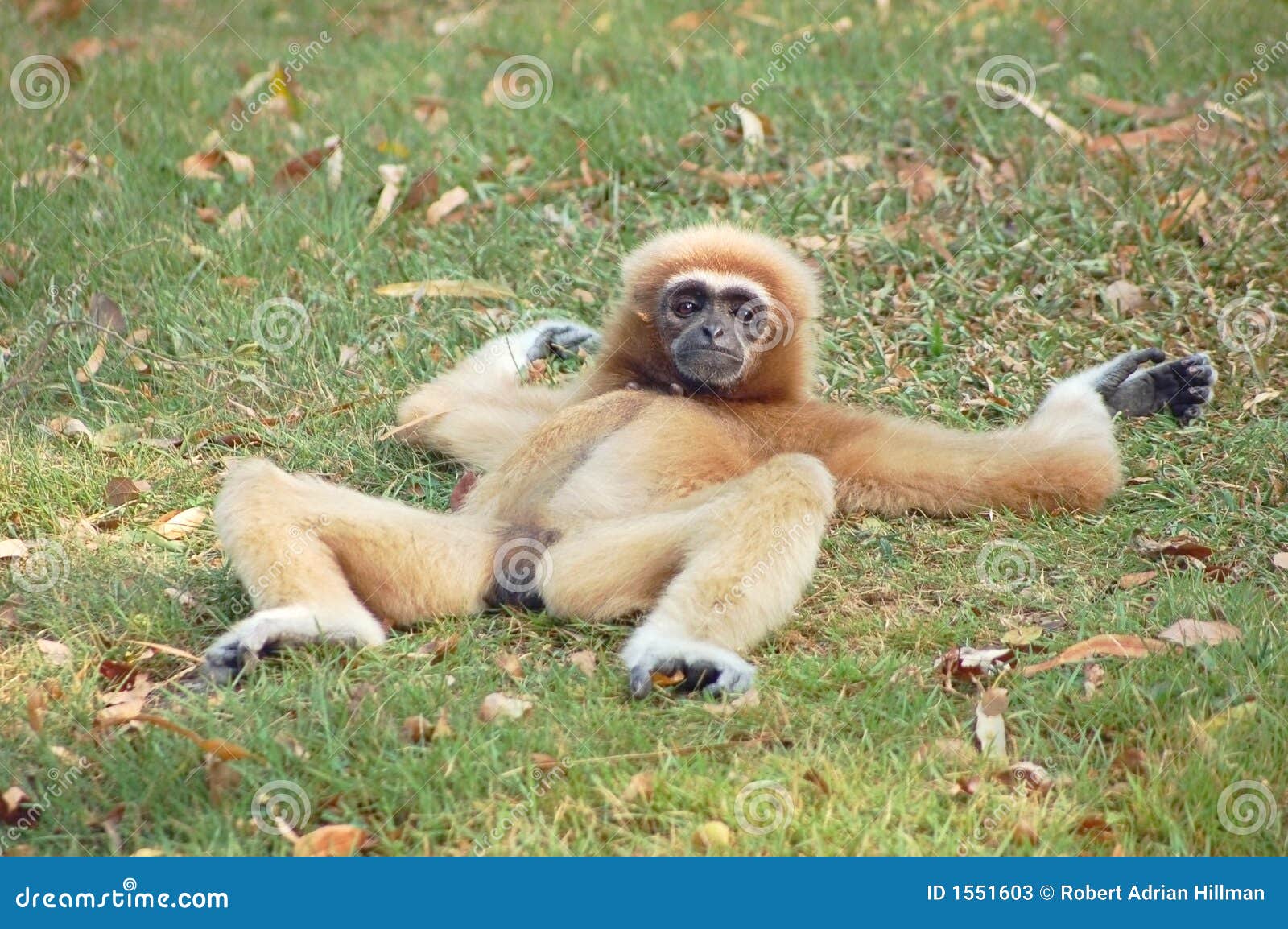 Take it easy stock image. Image of grass, fauna, female - 1551603