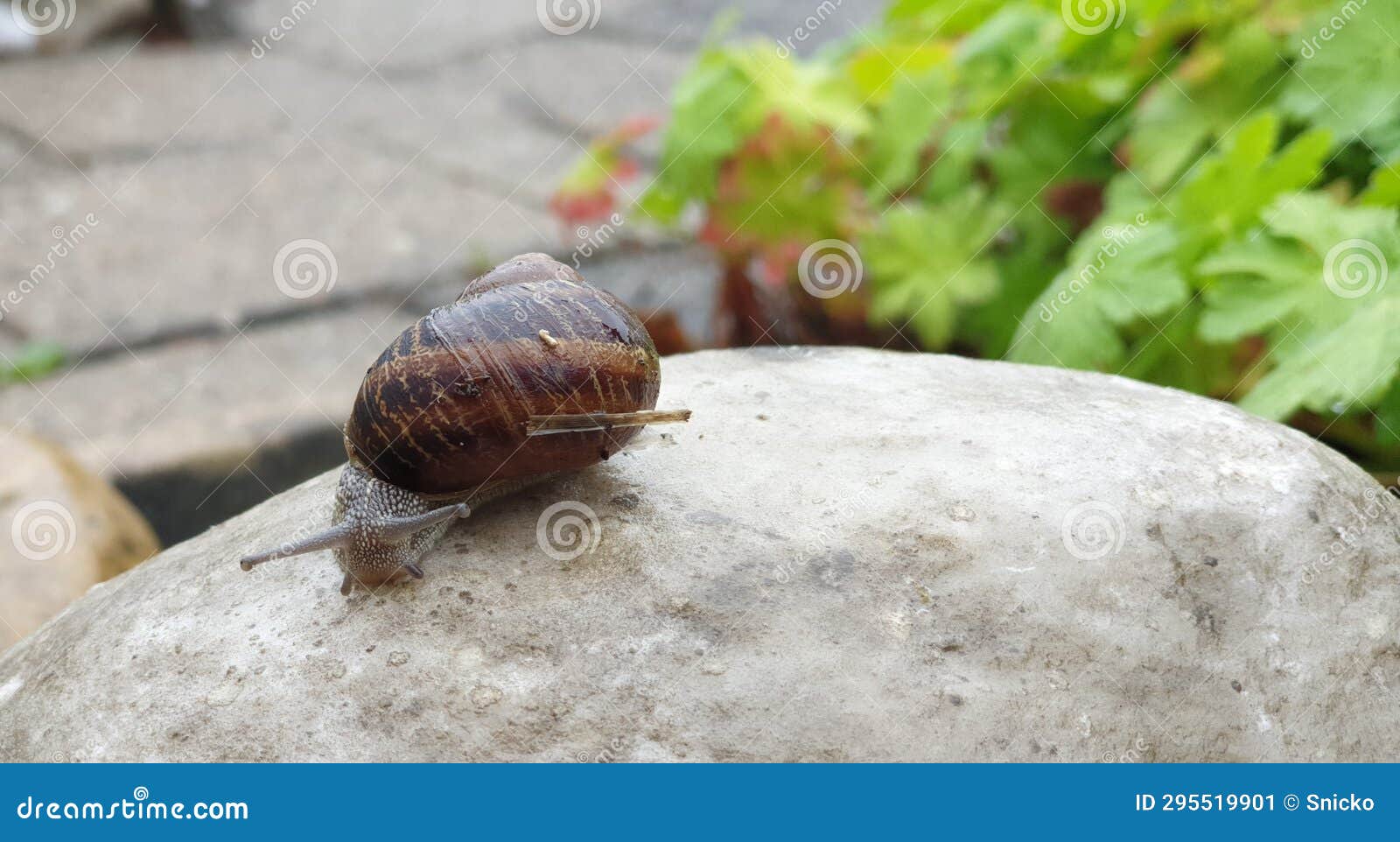 Take it Easy As a Lonely and Slow Snail Stock Image - Image of easy ...