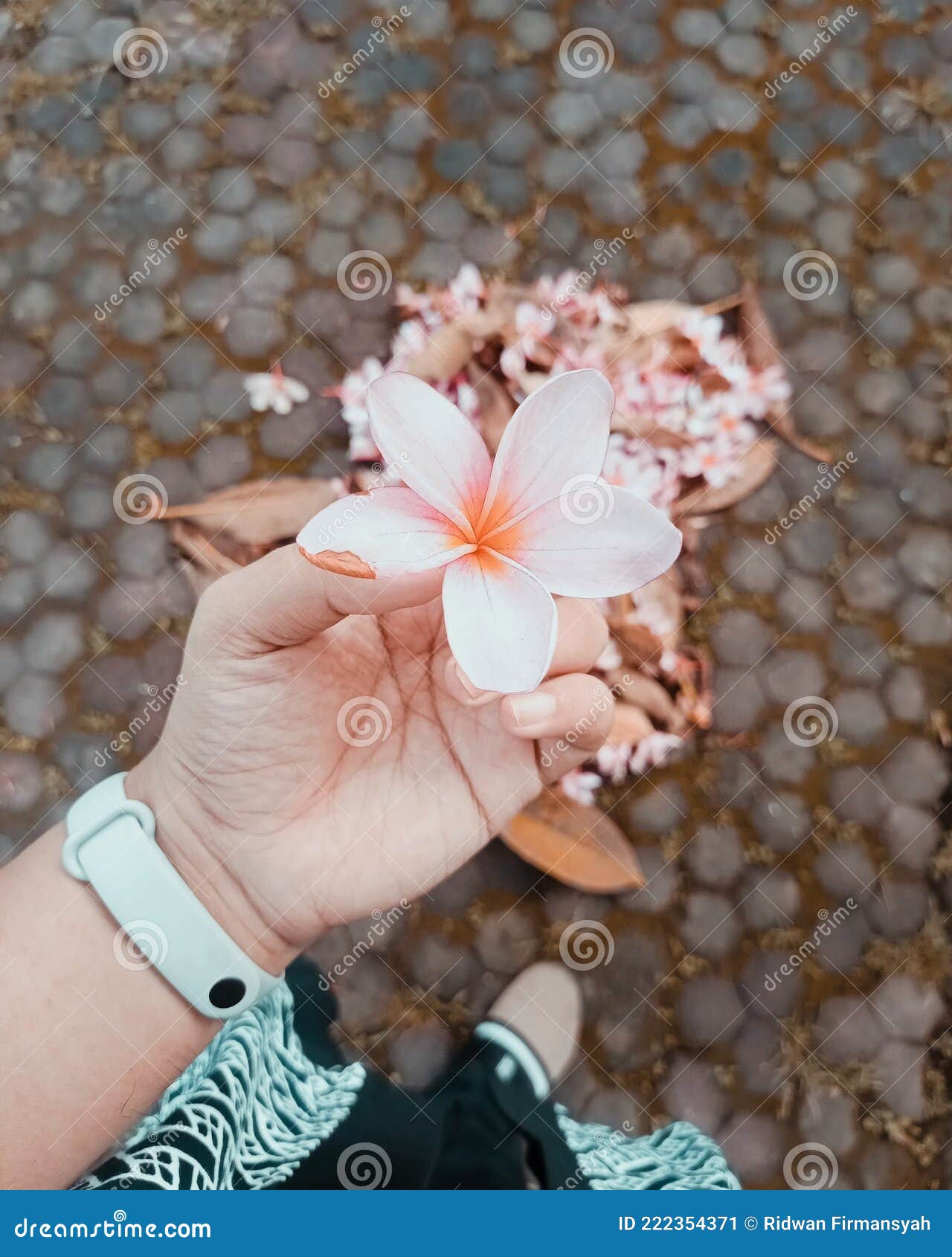 Take a flower stock image. Image of spring, purple, white - 222354371