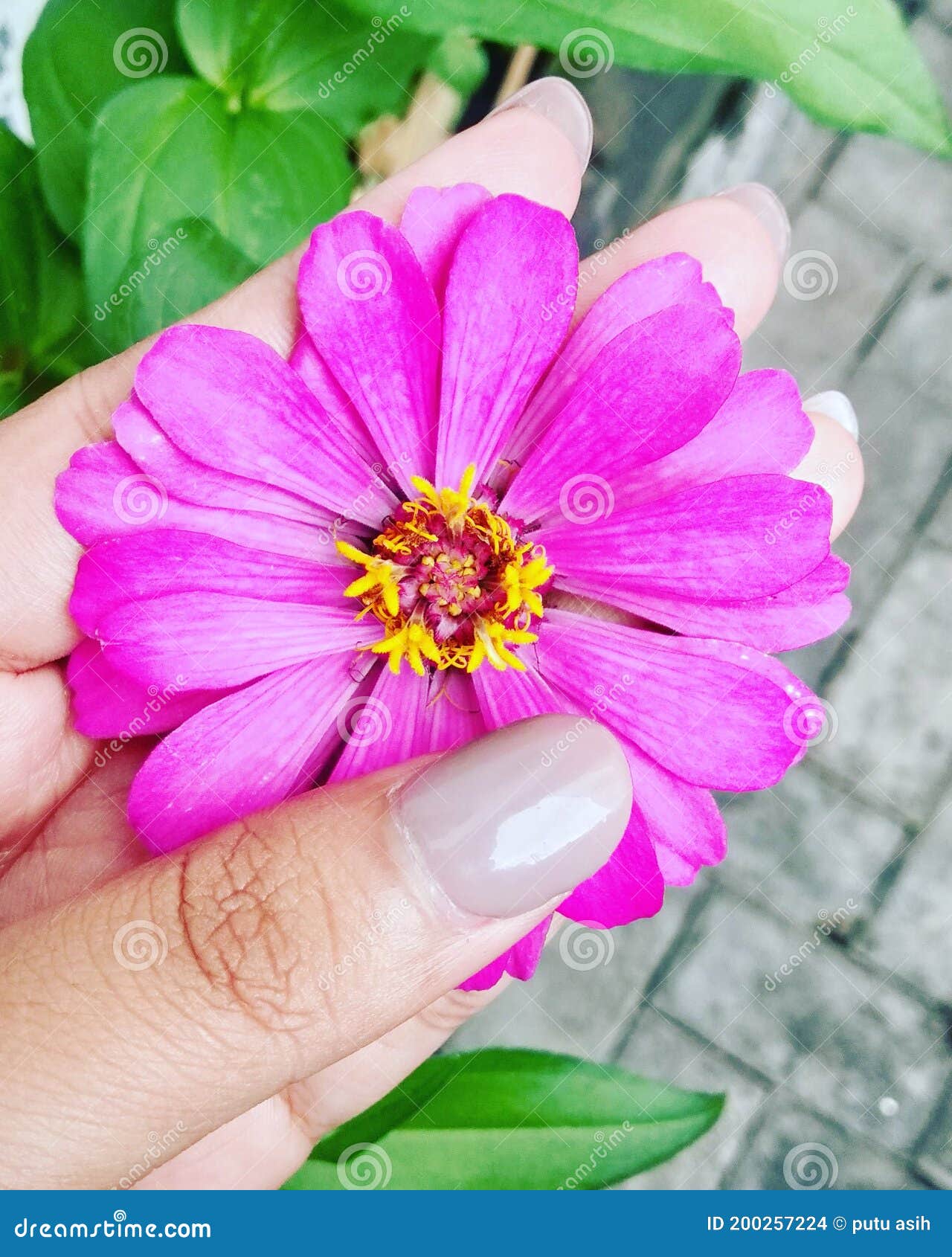 Take this flower stock photo. Image of flower, beautiful - 200257224