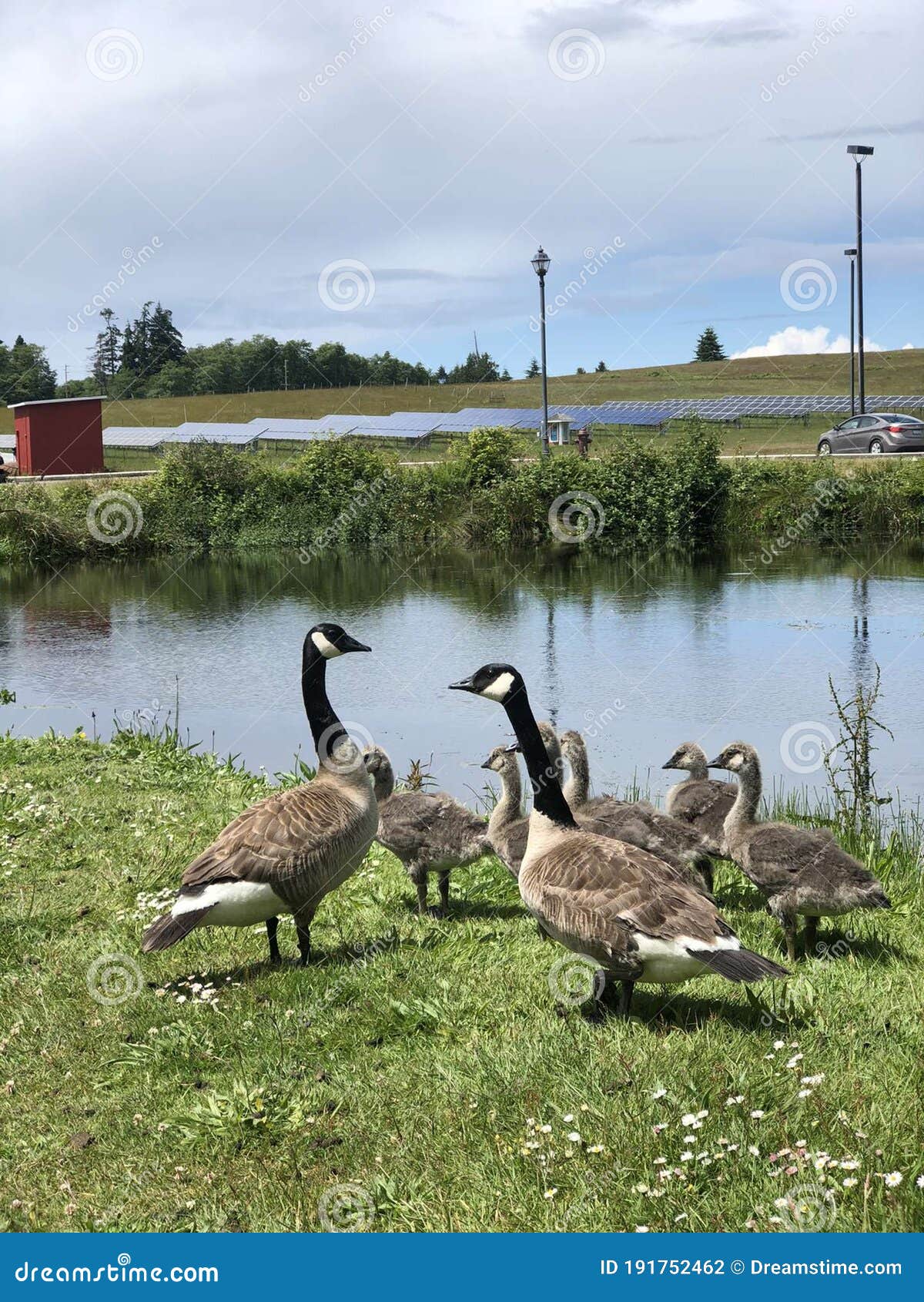 Take a gander stock photo. Image of grass, animal, swan - 191752462