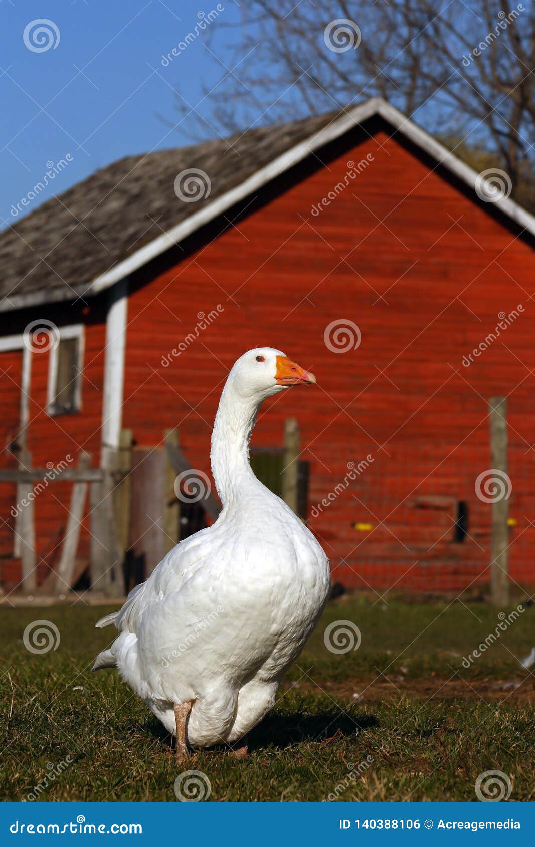 Take a Gander at Me stock photo. Image of barnyard, embden - 140388106