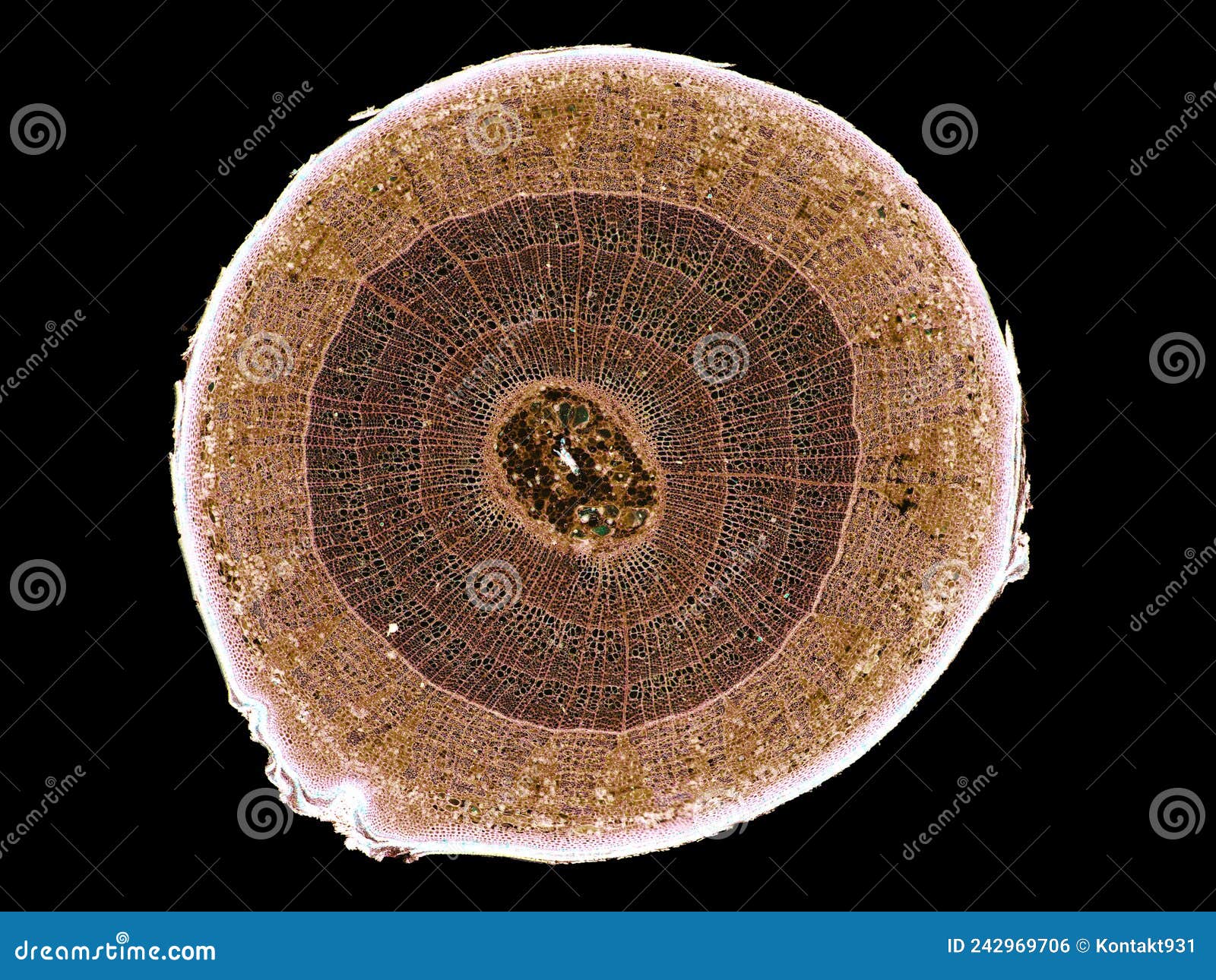 Cross Section Cut Slice of Plant Stem Under the Microscope â ...