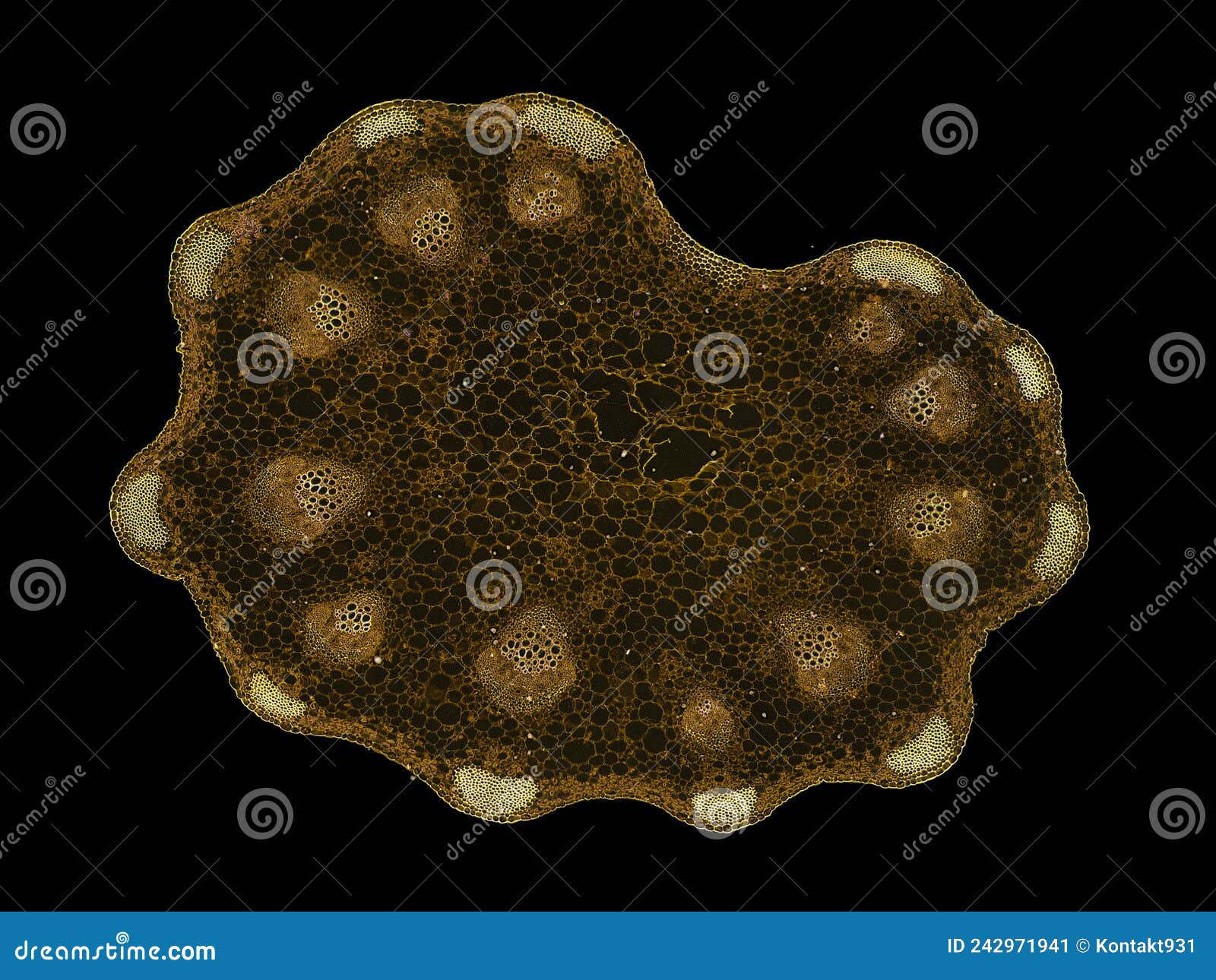 Cross Section Cut Slice of Plant Stem Under the Microscope â ...