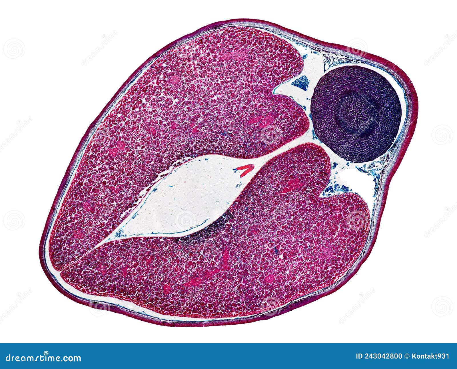 Cross Section Cut Slice of Plant Stem Under the Microscope â ...