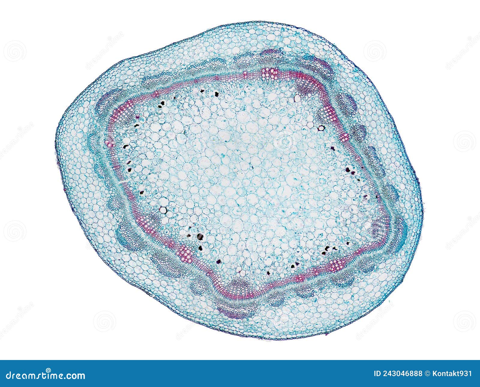 Cross Section Cut Slice of Plant Stem Under the Microscope â ...
