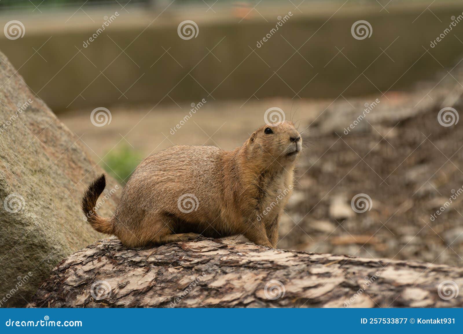 Cute Prairie Dog Curious Watching Around Stock Image - Image of ground ...