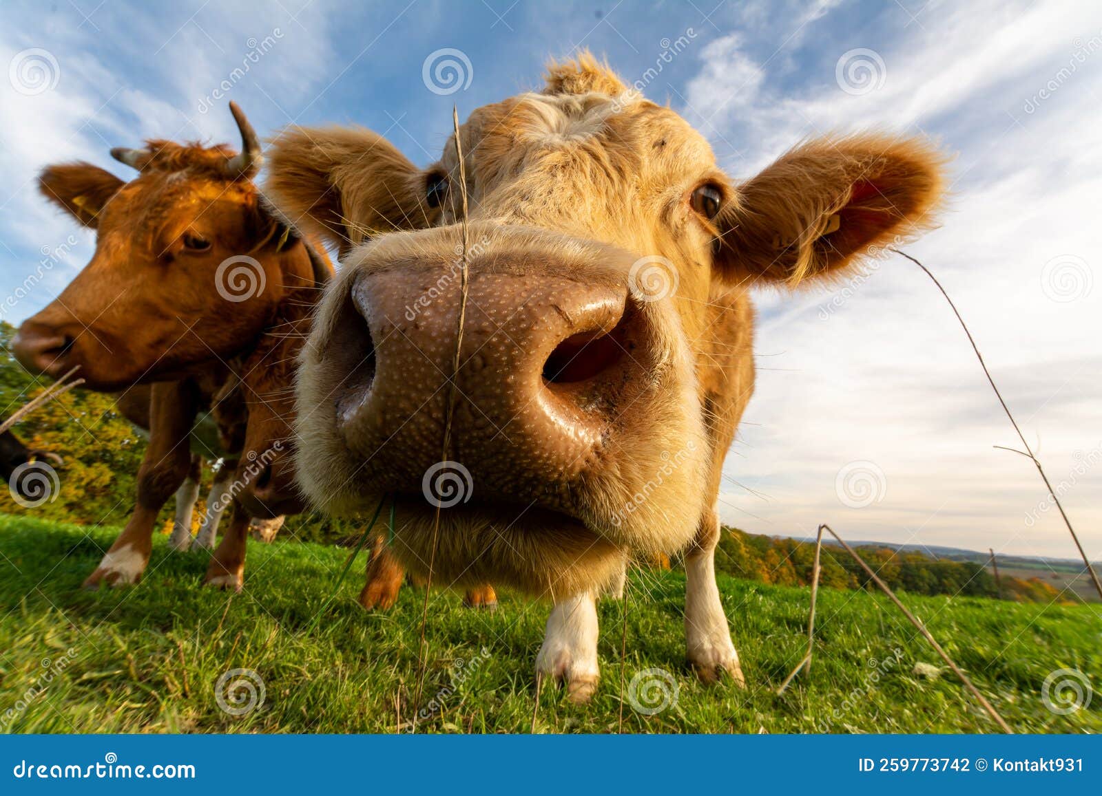 Funny Cute Cow on a Farm Looking Curious in Camera Stock Photo - Image ...