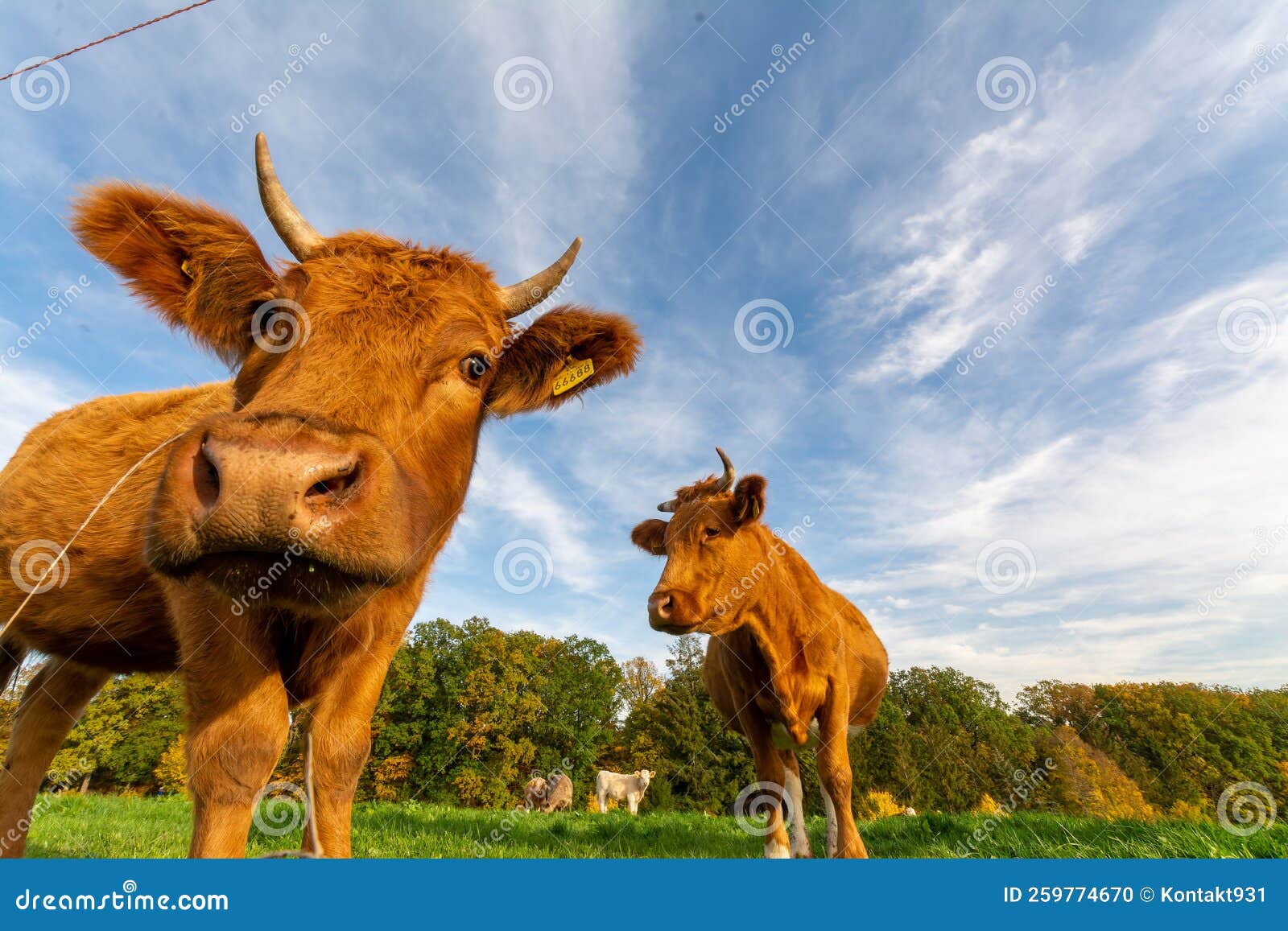 Funny Cute Cow on a Farm Looking Curious in Camera Stock Photo - Image ...