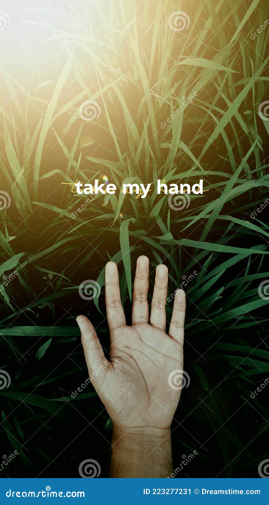 Take my hand stock image. Image of flower, branch, light - 223277231