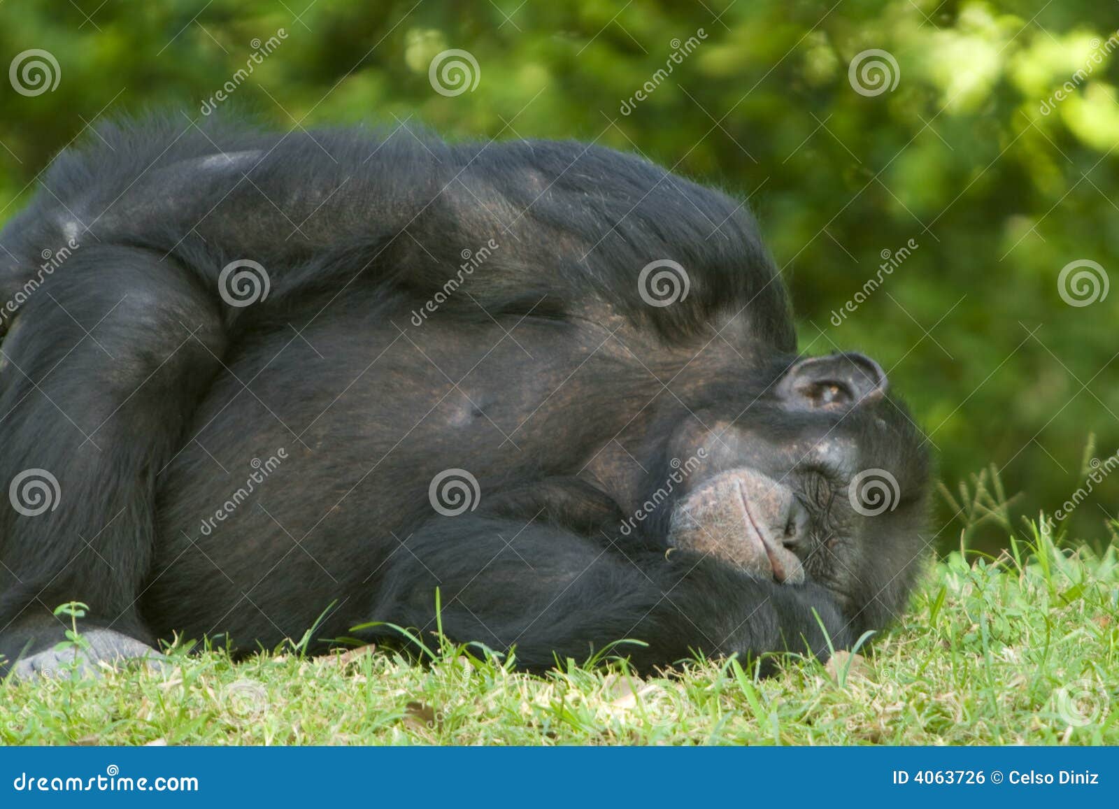 Chimpanzee Sleeping on Grass Stock Photo - Image of relaxed, foliage ...