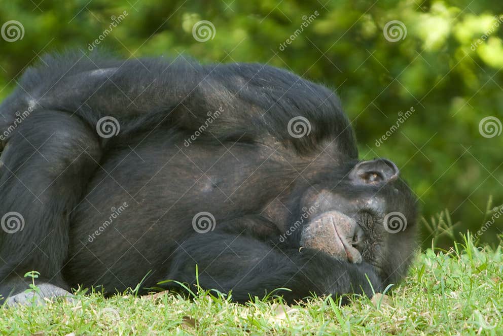 Chimpanzee Sleeping on Grass Stock Photo - Image of relaxed, foliage ...