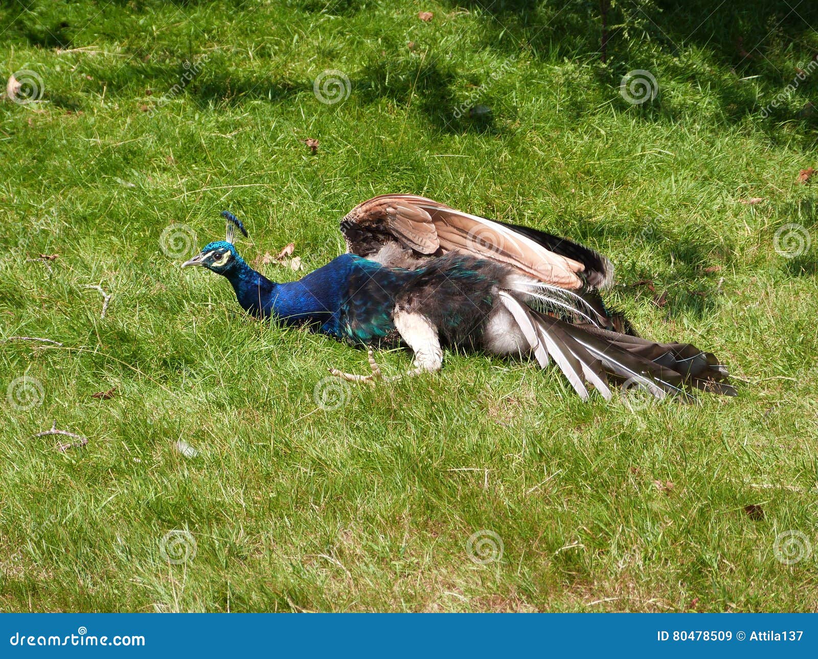 Take a nap stock image. Image of field, bird, colorful - 80478509