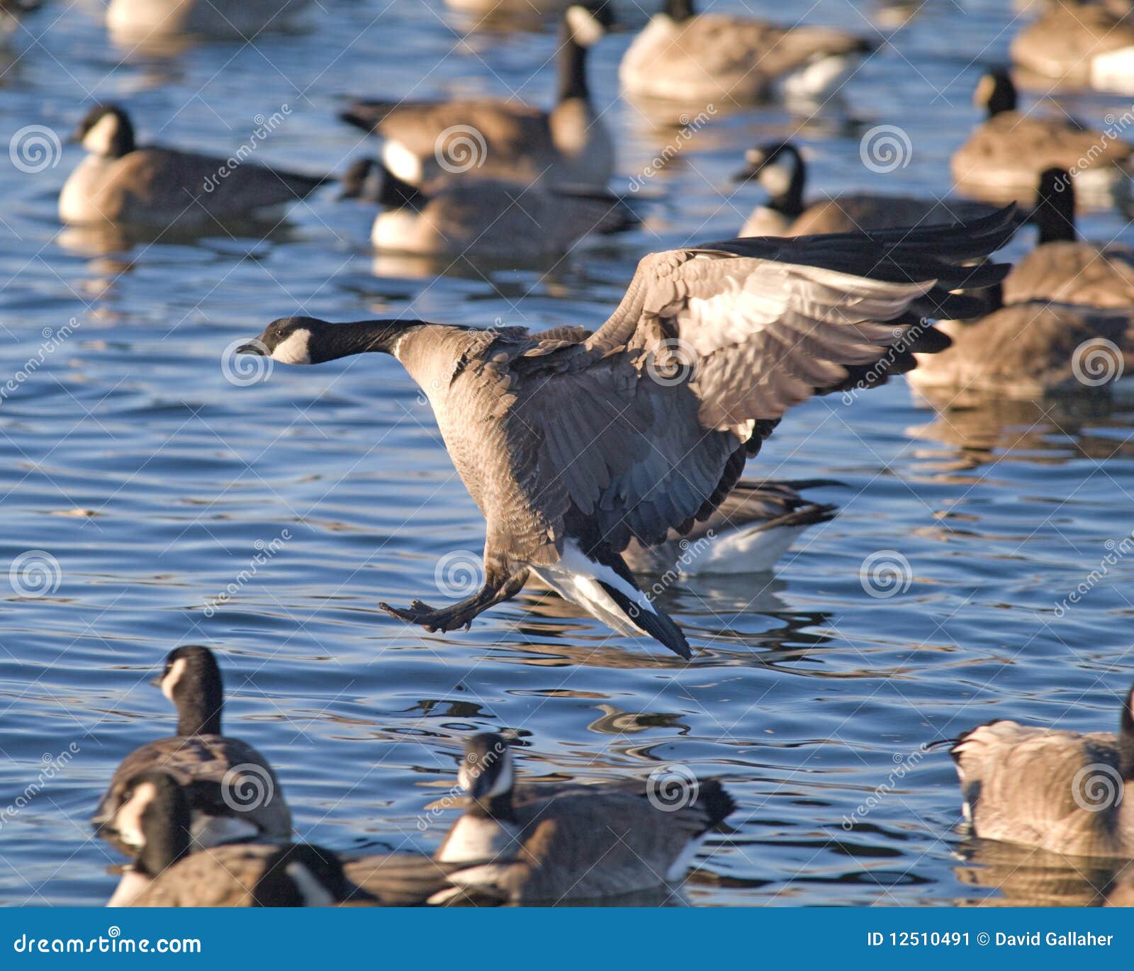Take off stock image. Image of bird, nature, goose, reflection - 12510491