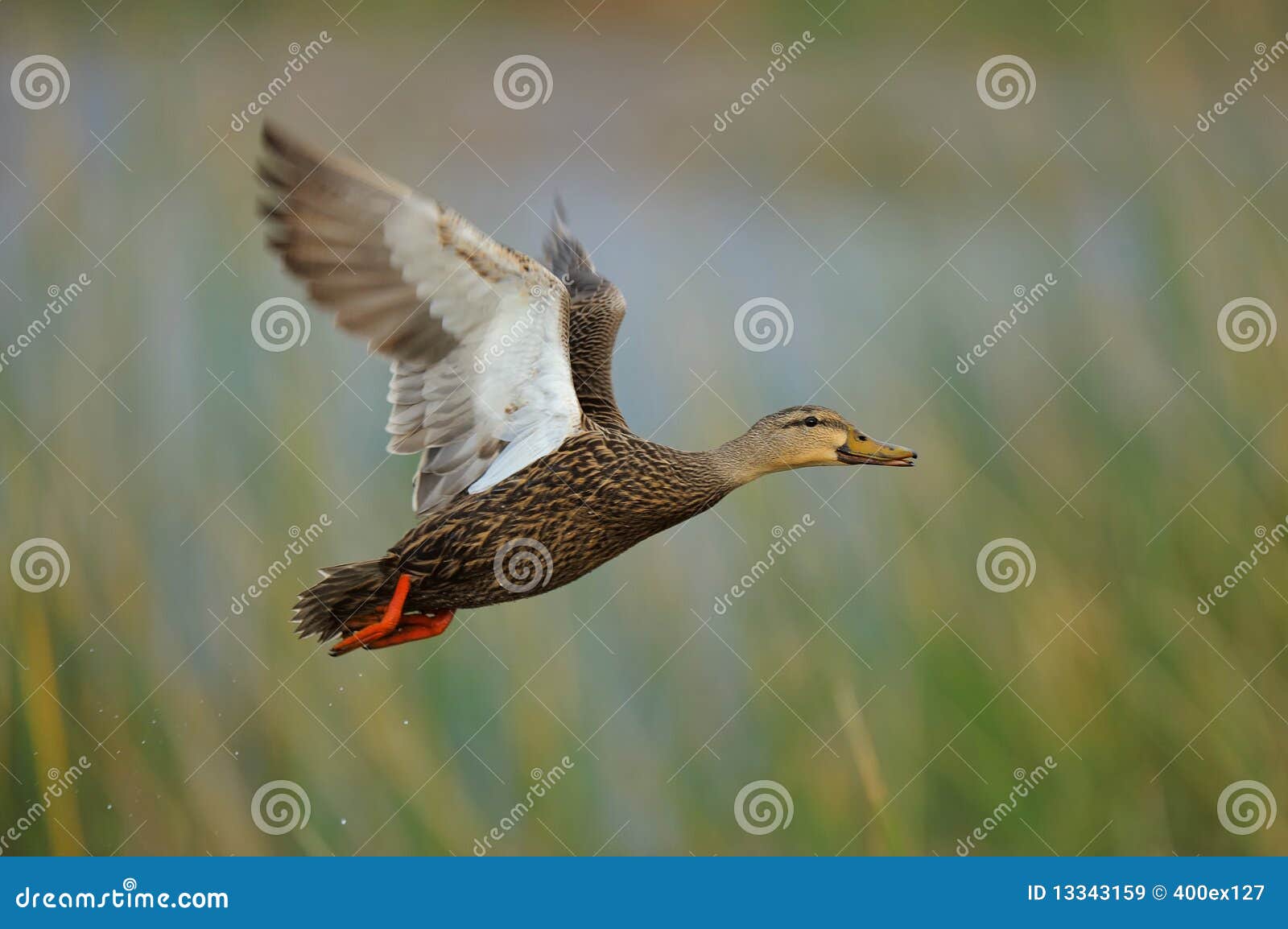 Take Off stock image. Image of marsh, wing, hunted, duck - 13343159