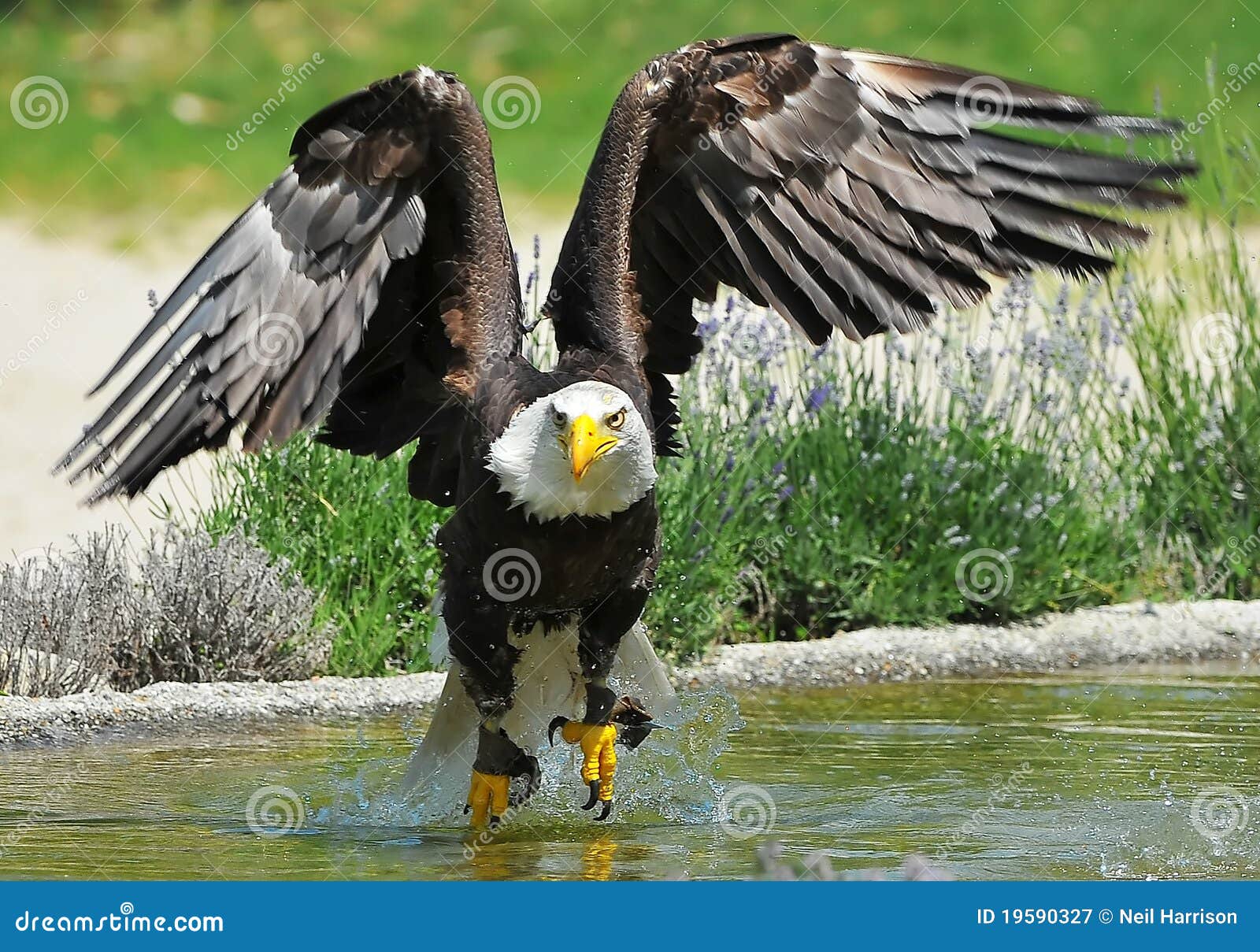 Take Off stock image. Image of animal, bird, eagle, nature - 19590327