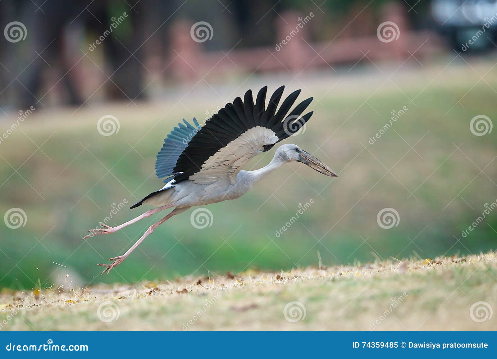 Asian openbill stock image. Image of adorable, browed - 74359485
