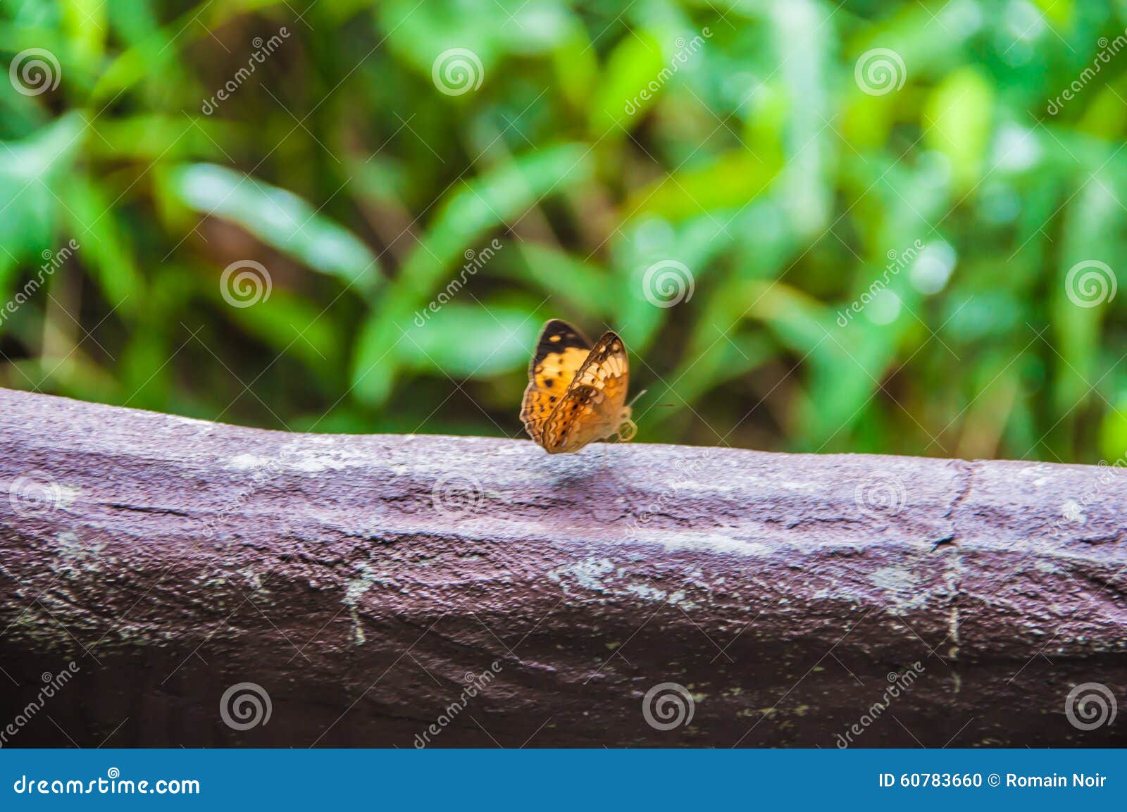 Take-off stock photo. Image of nature, travelling, huay - 60783660