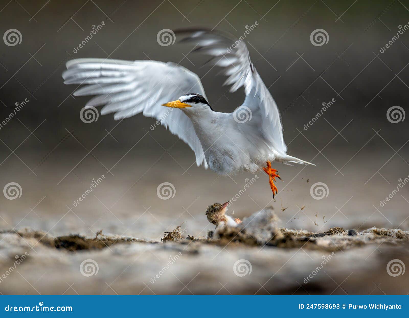 Take off fly bird stock image. Image of bird, wildlife - 247598693