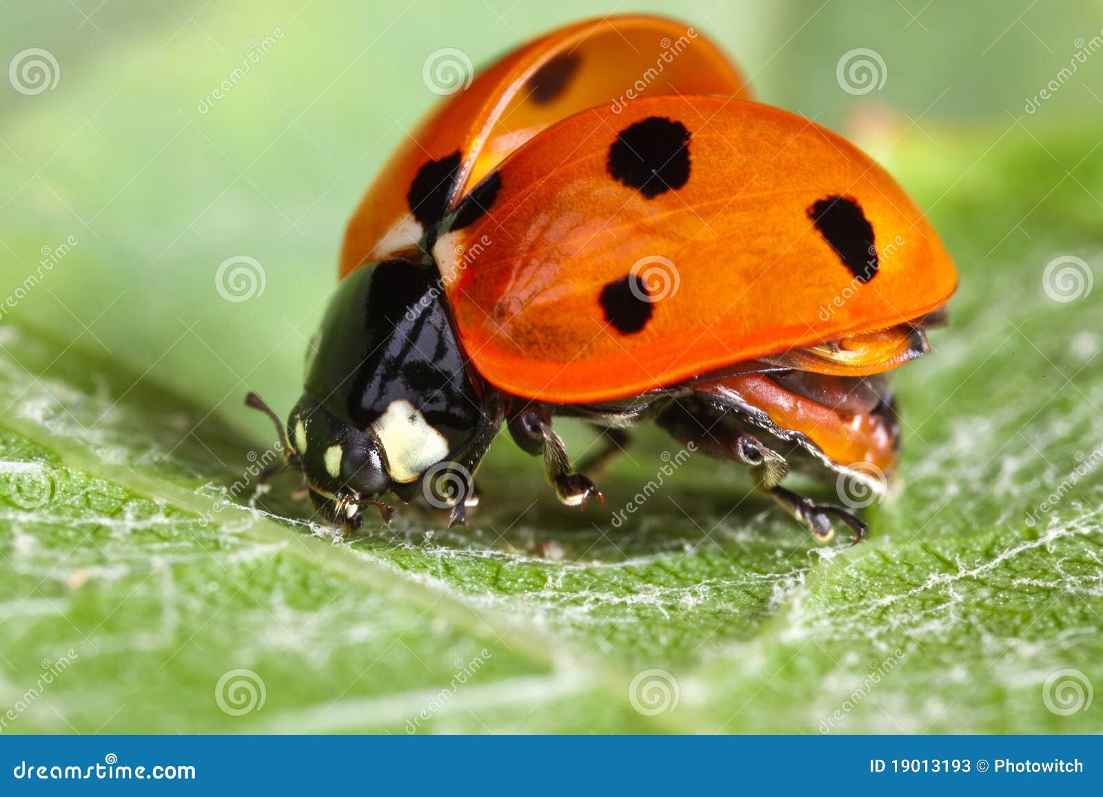Take-off ladybug stock image. Image of animal, lady, tiny - 19013193