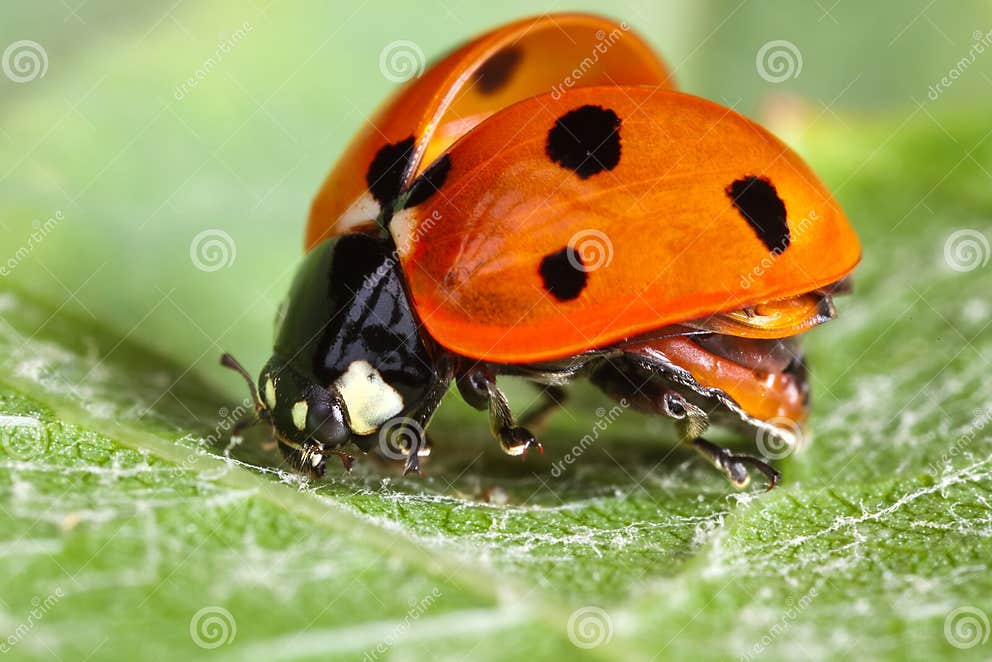 Take-off ladybug stock image. Image of animal, lady, tiny - 19013193