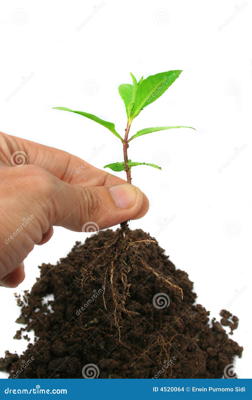 Take off the tree stock photo. Image of plantation, tree - 4520064