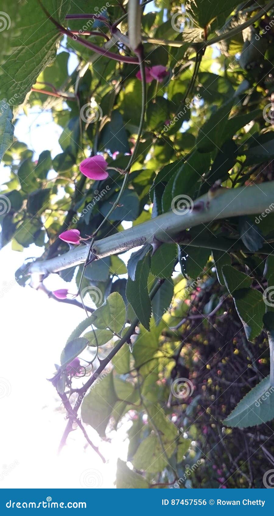 The take over stock photo. Image of branch, buildings - 87457556