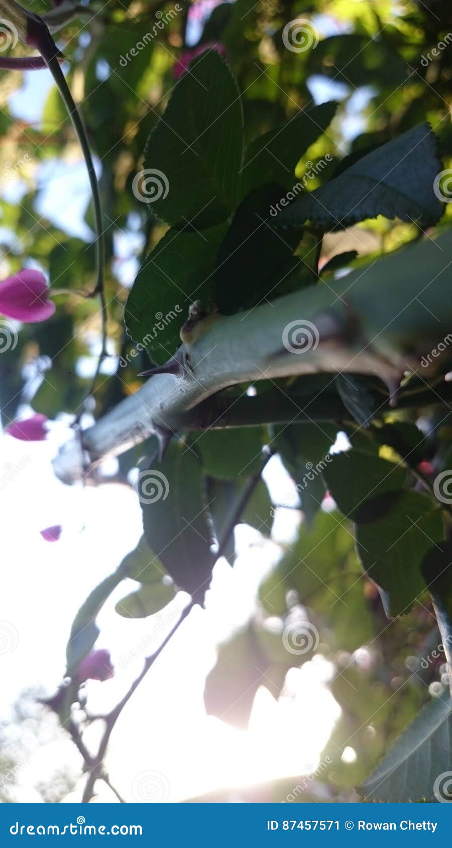 The take over stock image. Image of human, flora, plants - 87457571