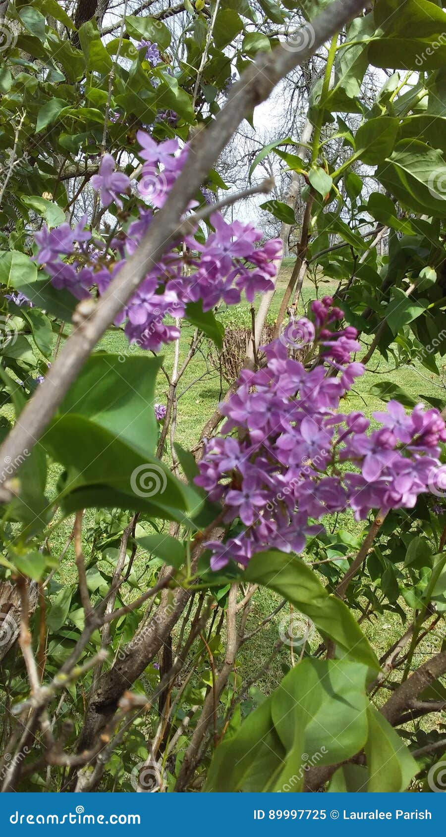 Take a peak stock image. Image of foral, peak, tree, purple - 89997725