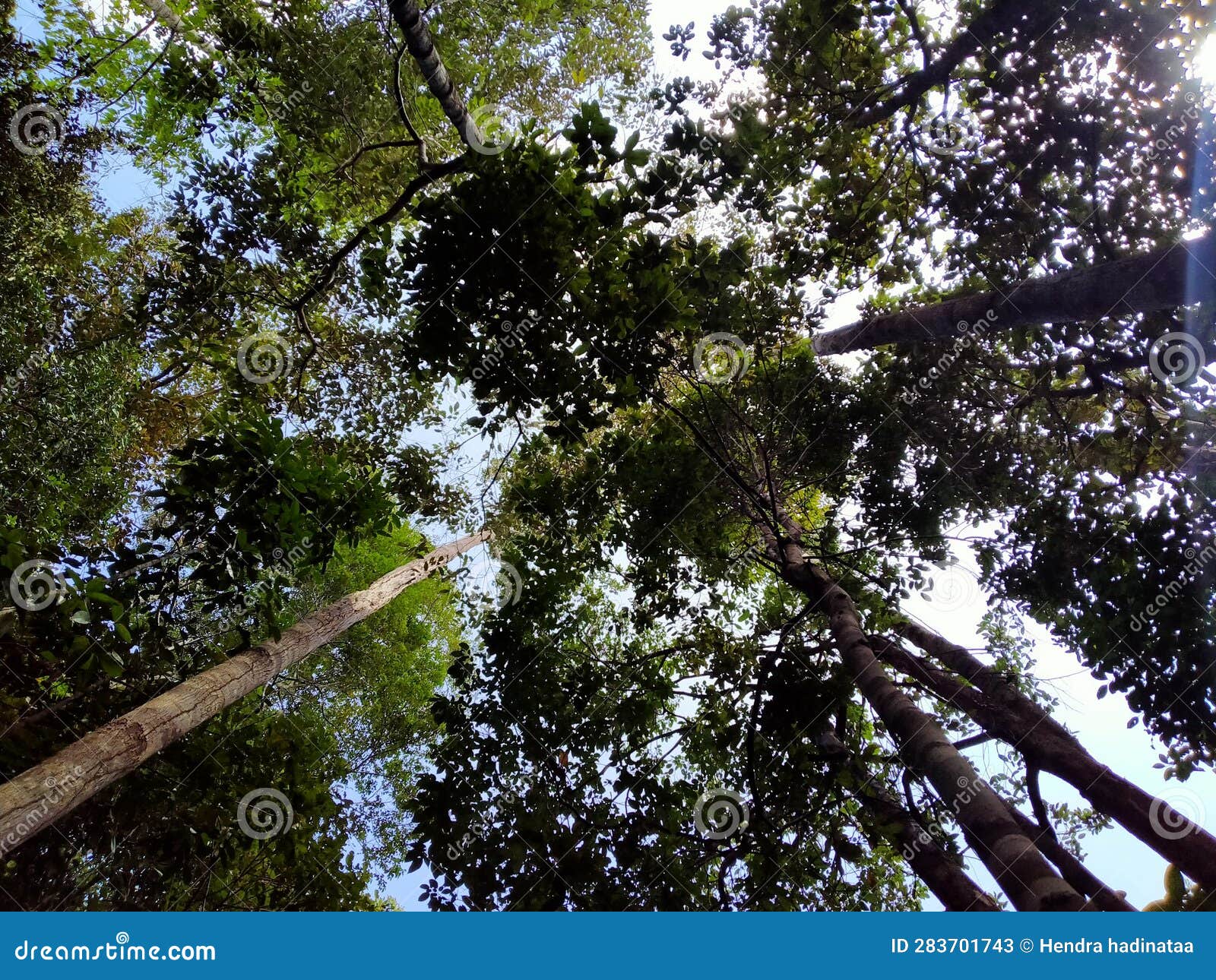 Take a Picture Trees from Below Forest Stock Image - Image of trees ...