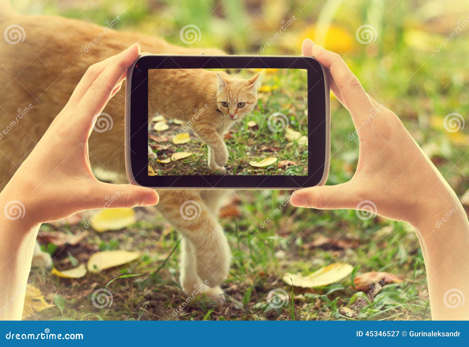 Take pictures cat stock image. Image of smart, phone - 45346527
