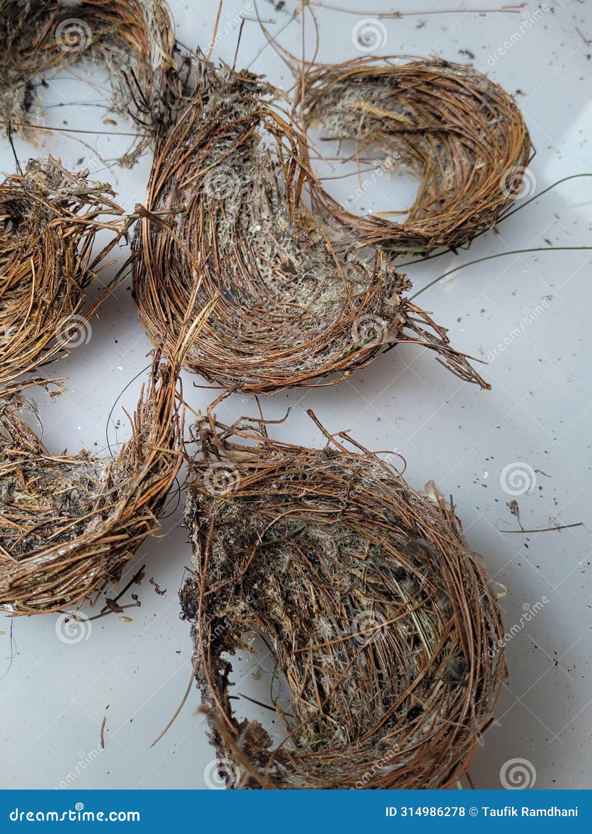 Take a Sampling Swallow Bird Nest Stock Photo - Image of swallow ...